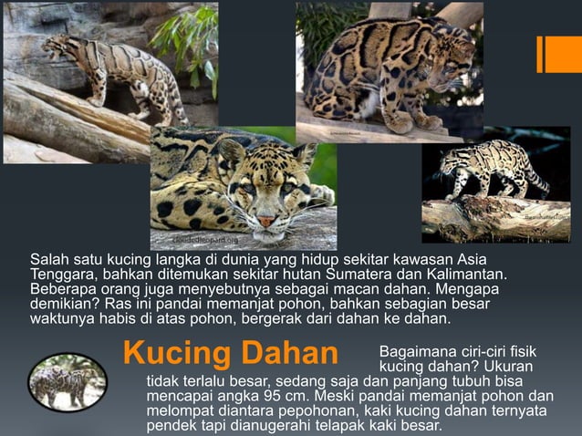 5 jenis kucing langka yang ada di dunia | PPTX