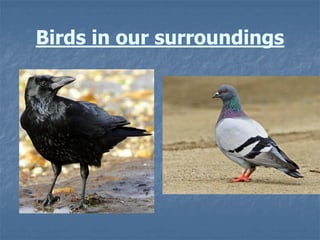Birds_grade_3.pdf