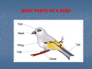Birds_grade_3.pdf