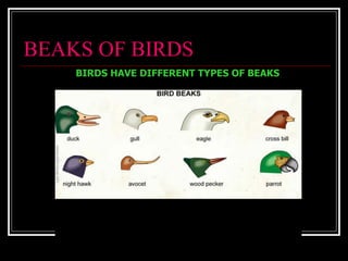 Birds_grade_3.pdf