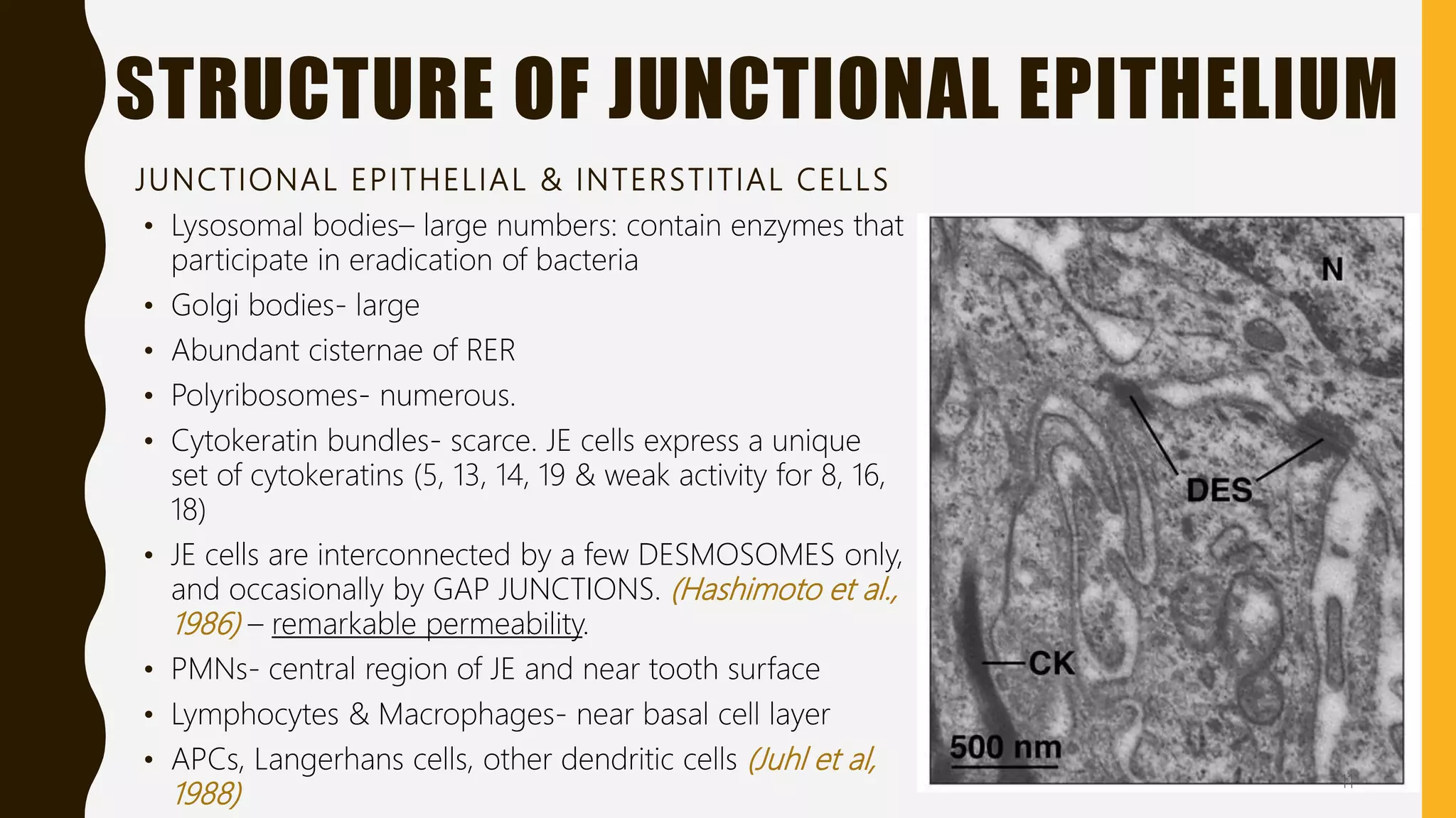 JUNCTIONAL EPITHELIUM IN HEALTH & DISEASE-- REGENERATION FOLLOWING ...
