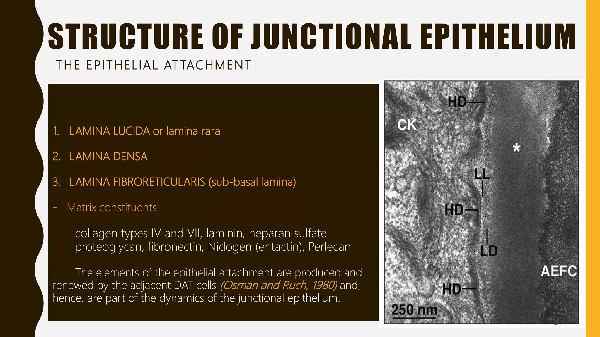 JUNCTIONAL EPITHELIUM IN HEALTH & DISEASE-- REGENERATION FOLLOWING ...