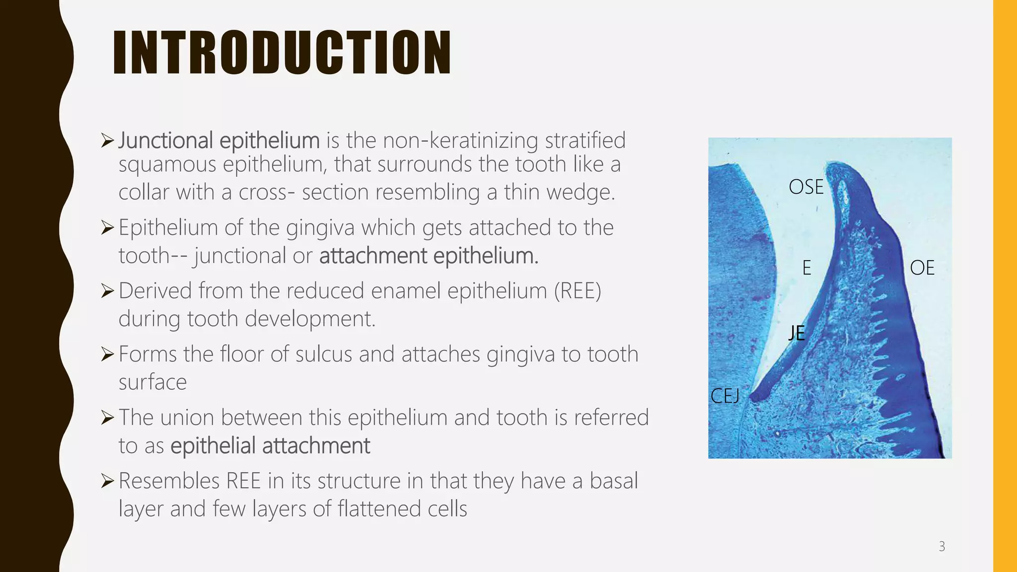 JUNCTIONAL EPITHELIUM IN HEALTH & DISEASE-- REGENERATION FOLLOWING ...