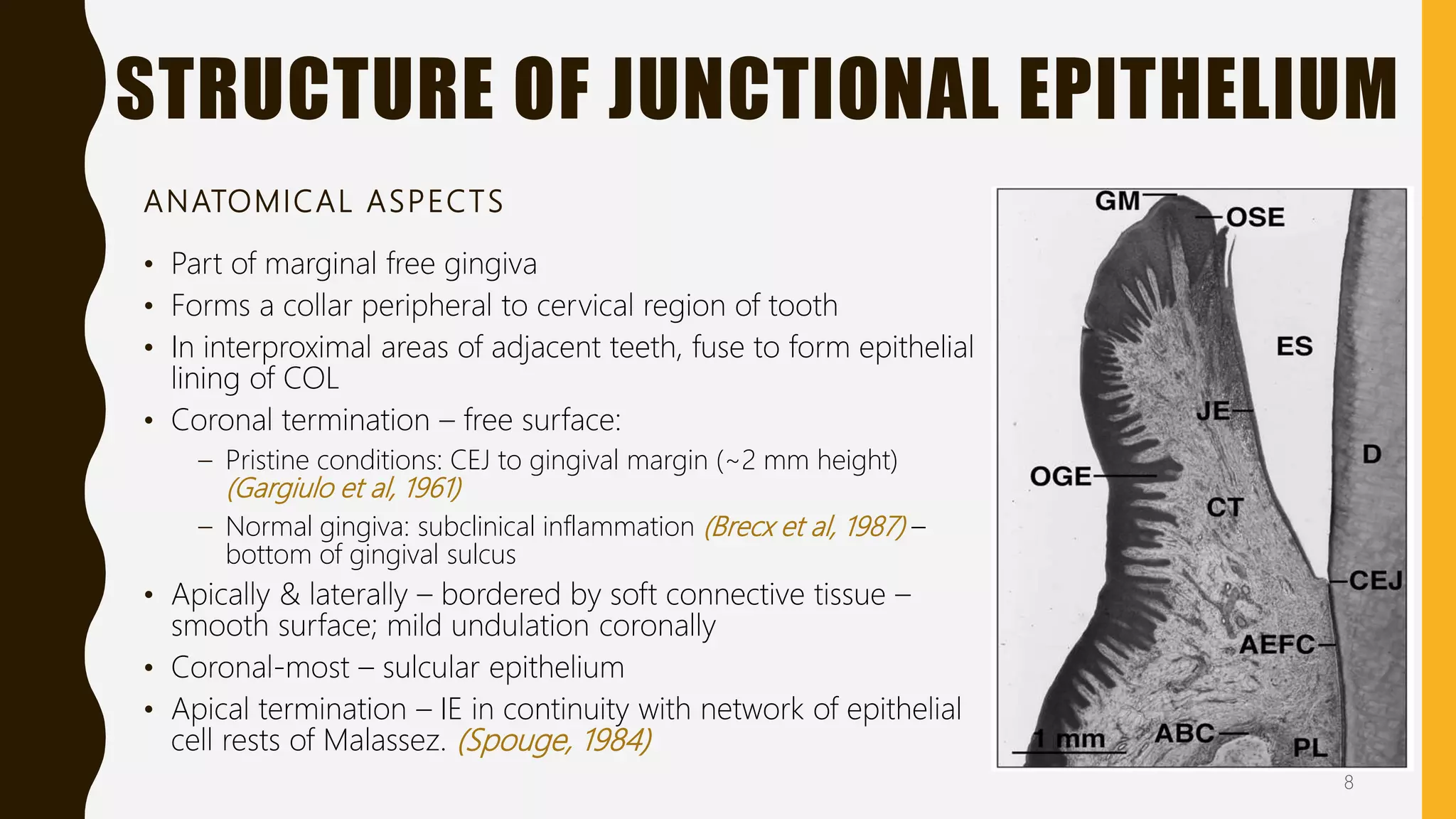 JUNCTIONAL EPITHELIUM IN HEALTH & DISEASE-- REGENERATION FOLLOWING ...