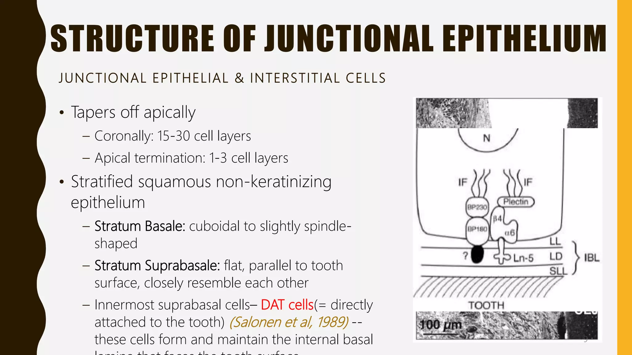 JUNCTIONAL EPITHELIUM IN HEALTH & DISEASE-- REGENERATION FOLLOWING ...
