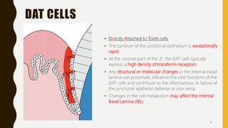 JUNCTIONAL EPITHELIUM IN HEALTH & DISEASE-- REGENERATION FOLLOWING ...