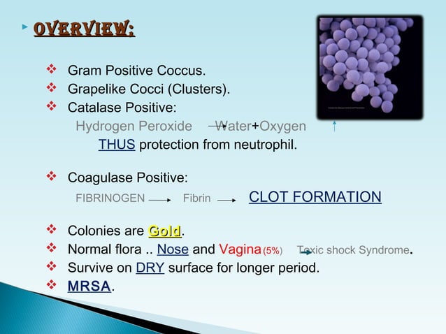 Staphylococcus aureus | PPT | Blood Disorders | Diseases and Conditions