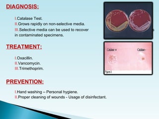 Staphylococcus aureus | PPT | Blood Disorders | Diseases and Conditions