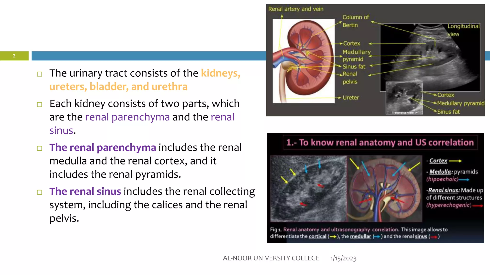 ultrasound of kidneys | PPTX