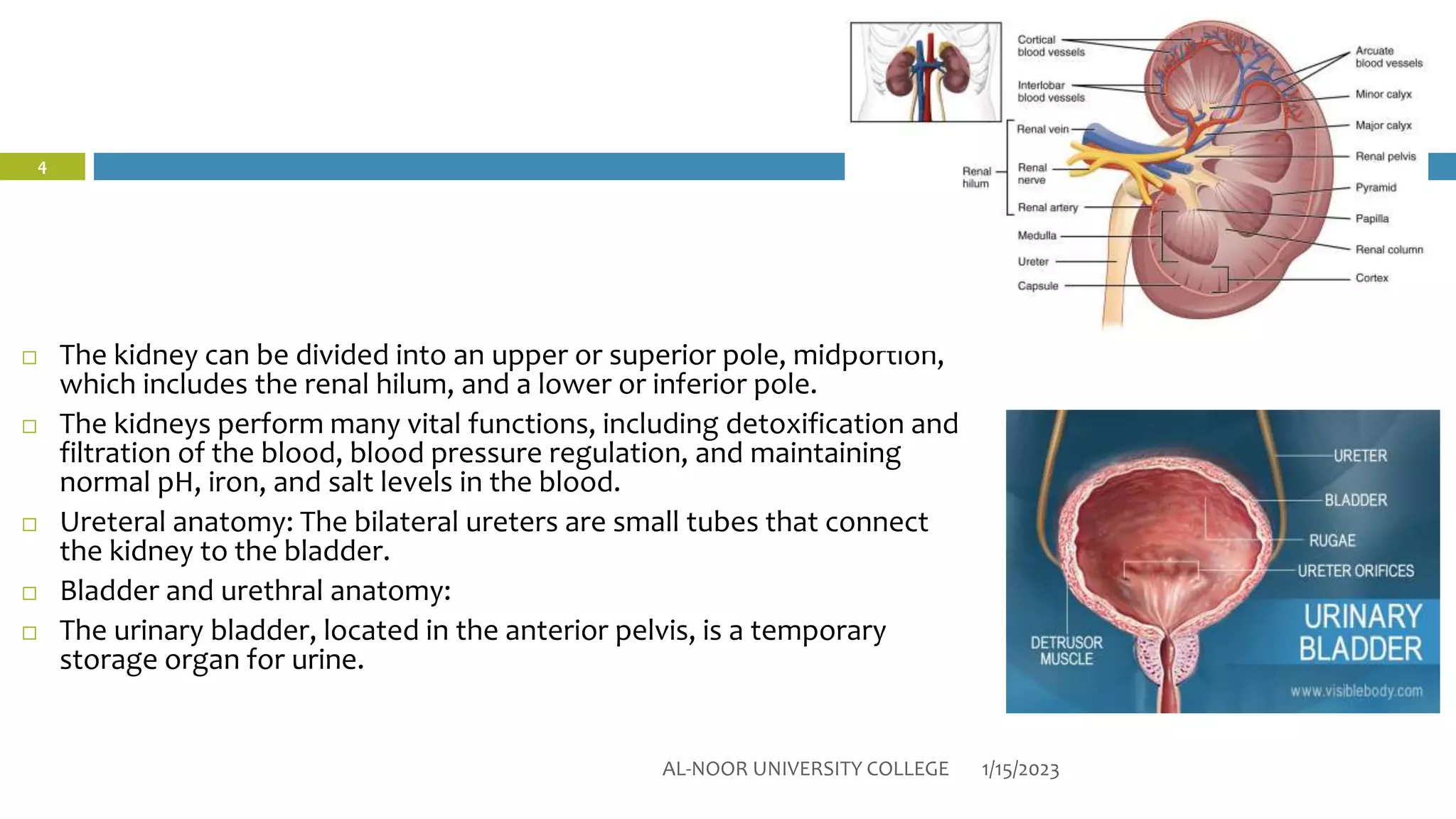 ultrasound of kidneys | PPTX