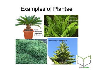 Five Kigdom System of Classification | PPT