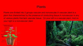 5 kingdoms (1) | PPTX