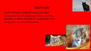 5 kingdoms (1) | PPTX