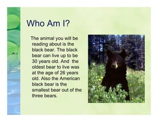 5kl Black Bear | PPT