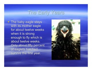 5kl Eagle | PPT