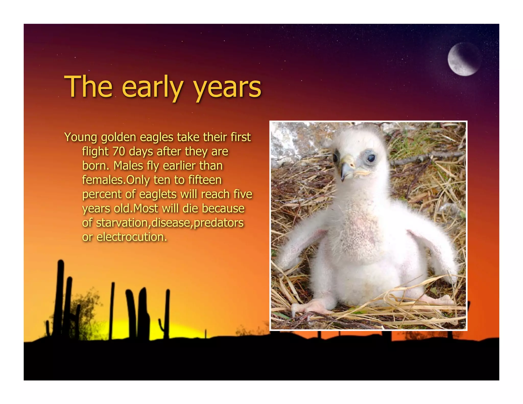 5KL Golden Eagle | PDF