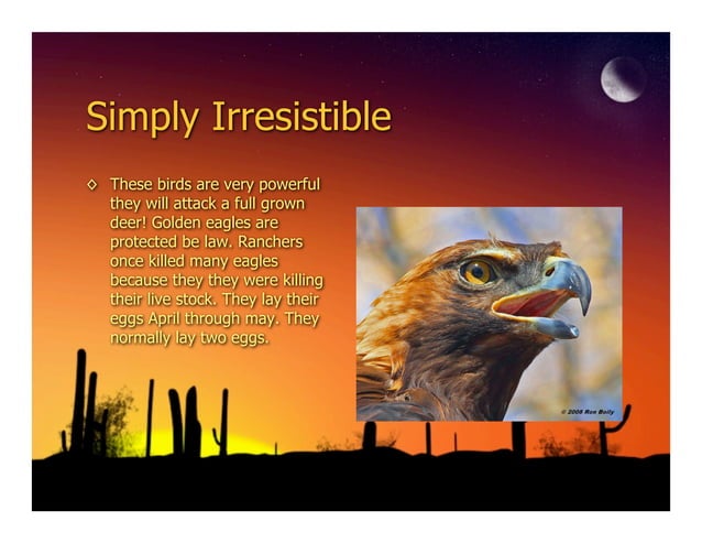 5KL Golden Eagle | PPT