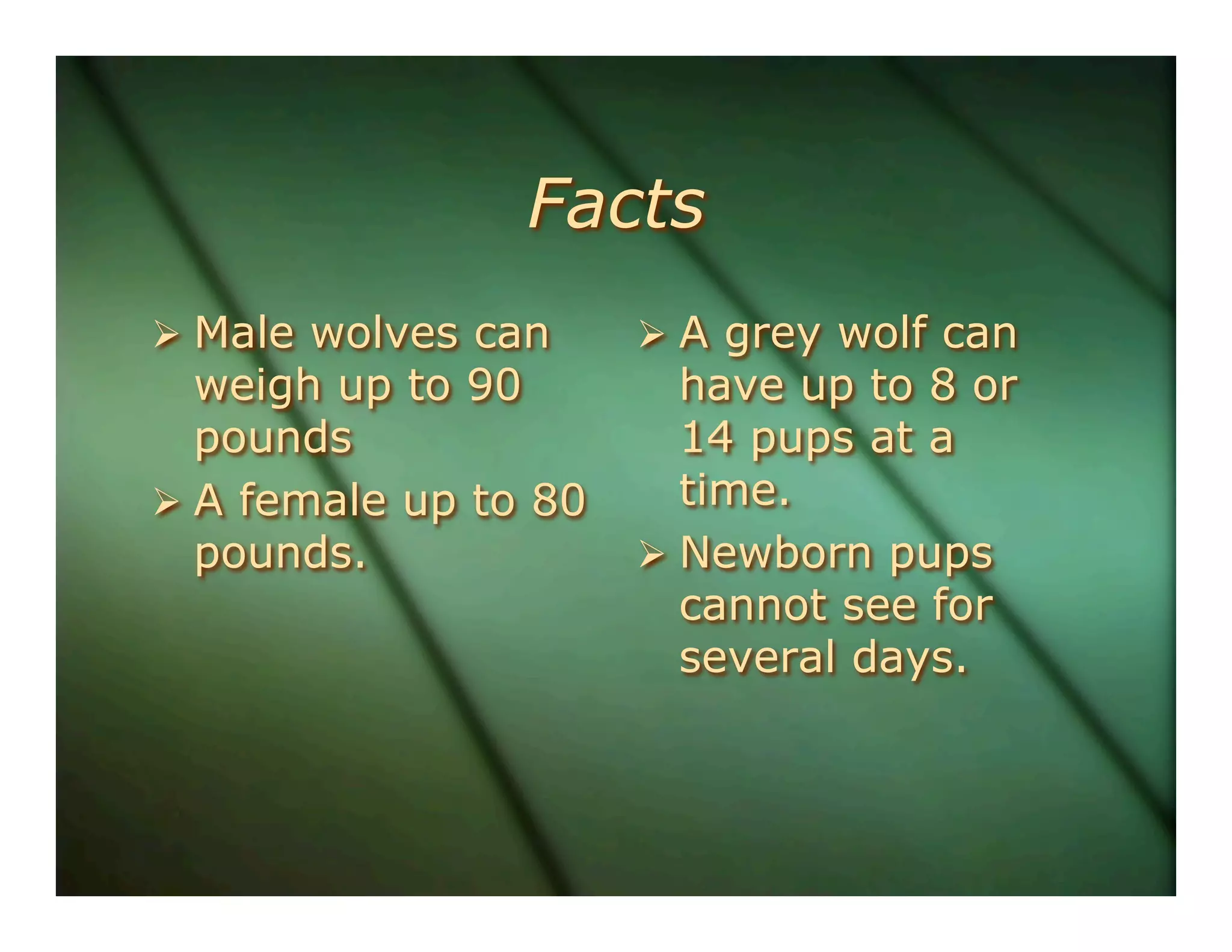5kl Gray Wolf | PPT