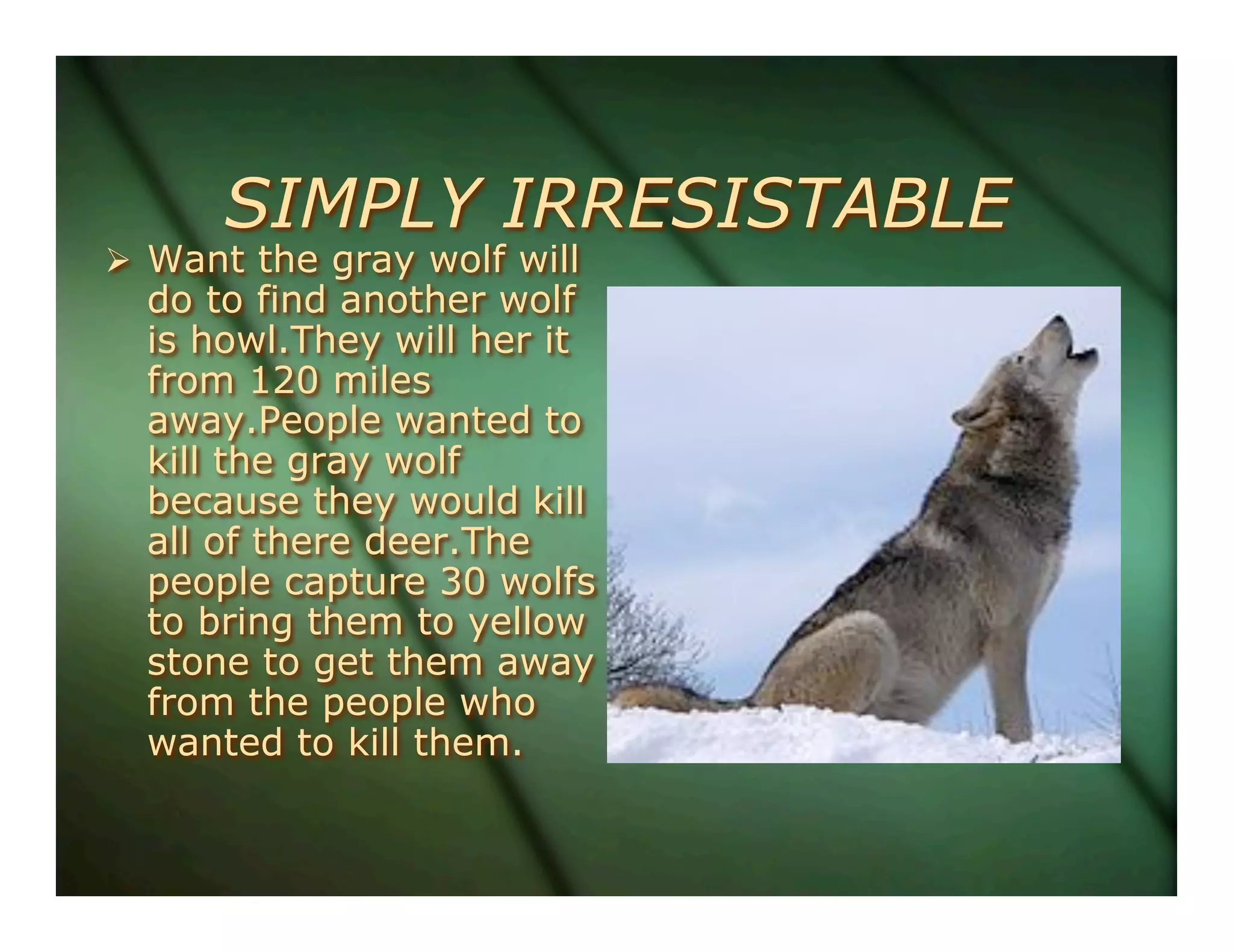 5kl Gray Wolf | PPT