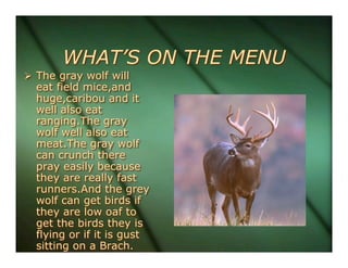 5kl Gray Wolf | PPT