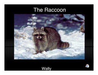 5kl Raccoon | PDF
