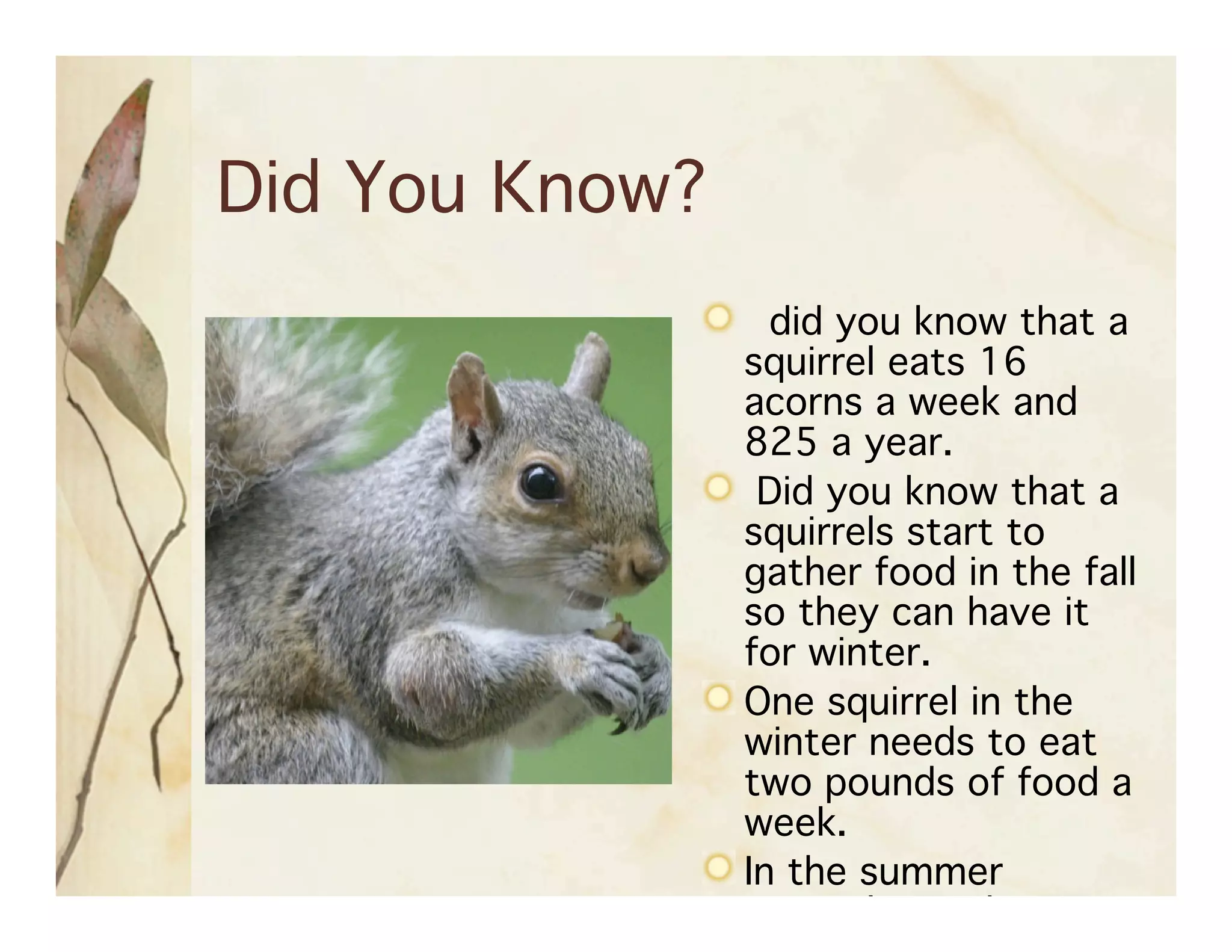 5kl Squirrels | PPT