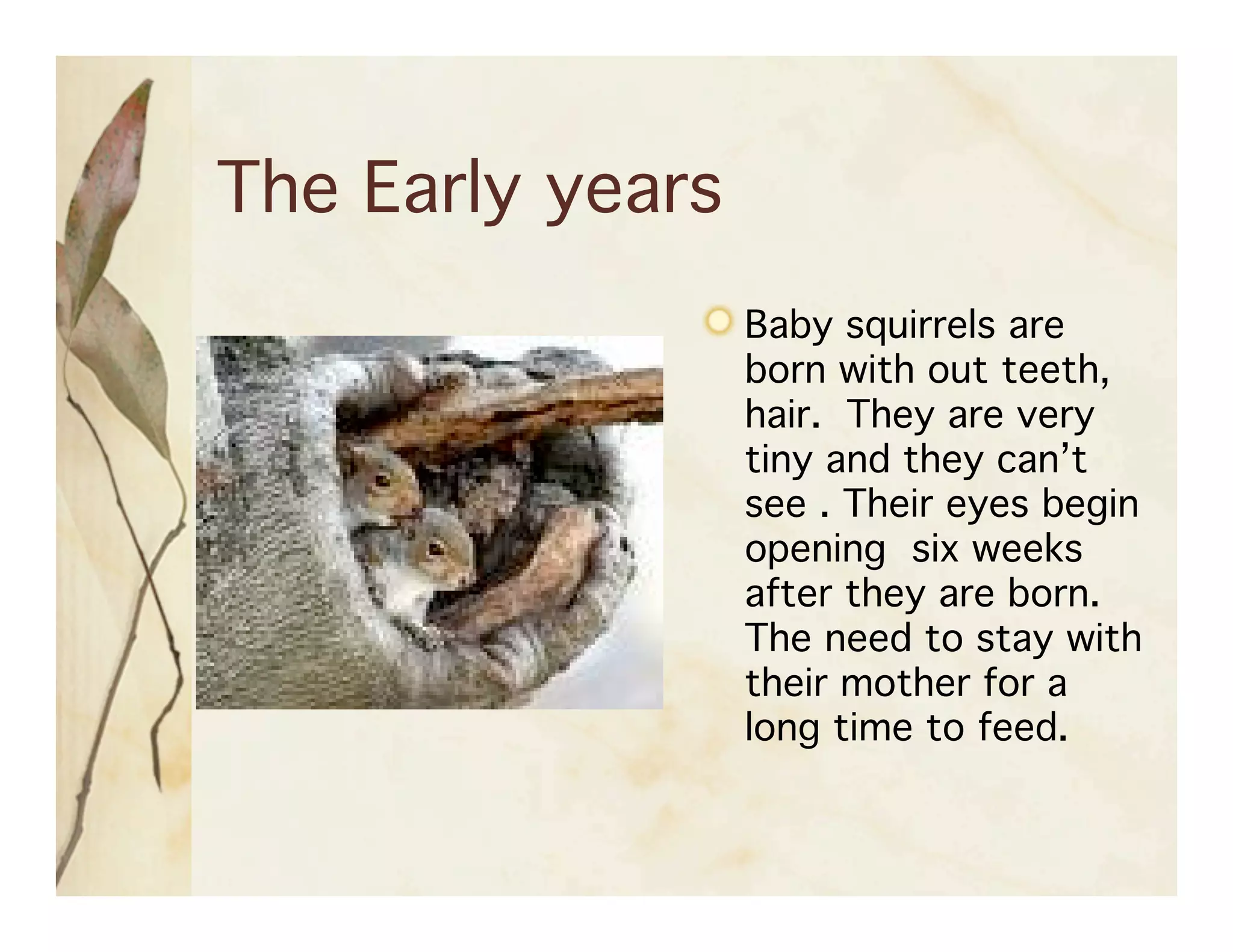 5kl Squirrels | PPT