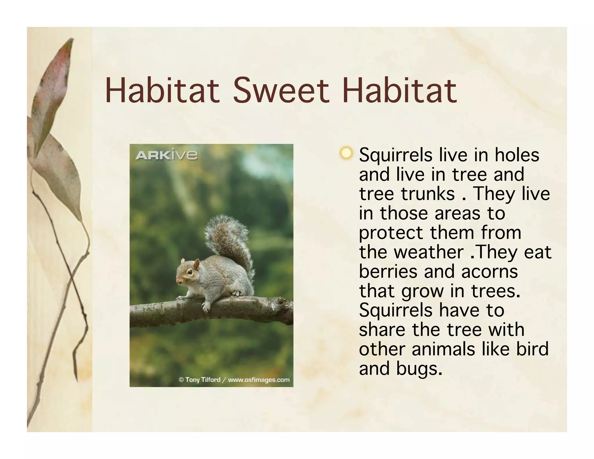 5kl Squirrels | PPT