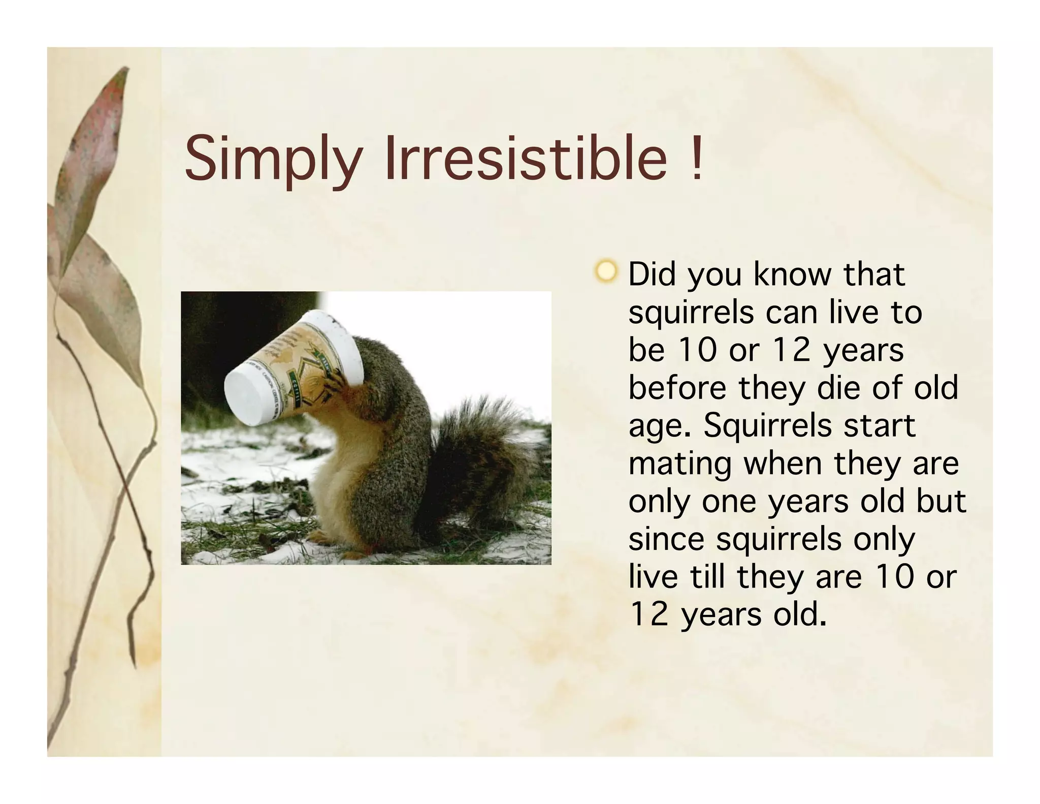 5kl Squirrels | PPT