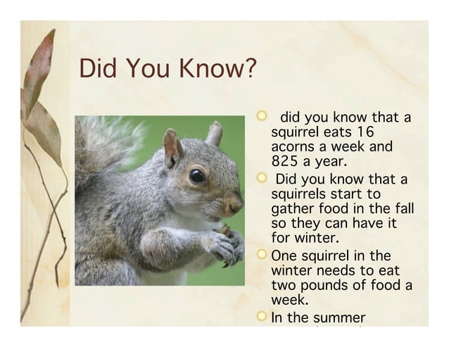 5kl Squirrels | PPT
