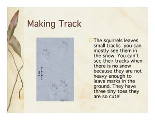 5kl Squirrels | PPT