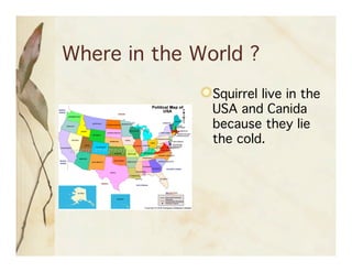 5kl Squirrels | PPT