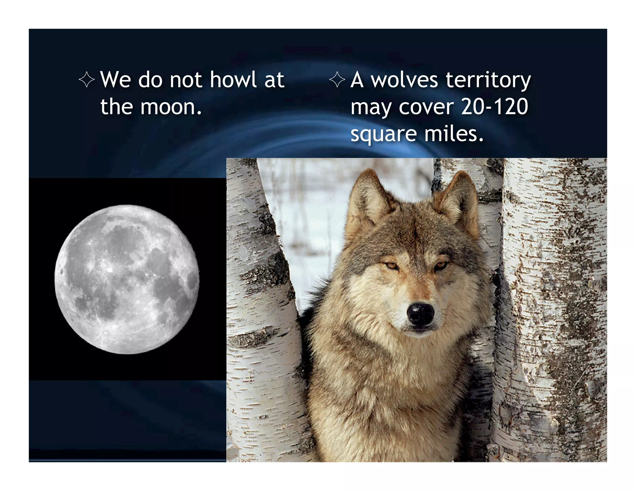 5kl Timber Wolf | PDF