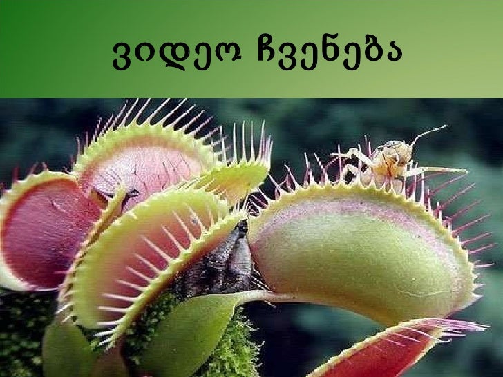 Yvavilovani mcenareebi