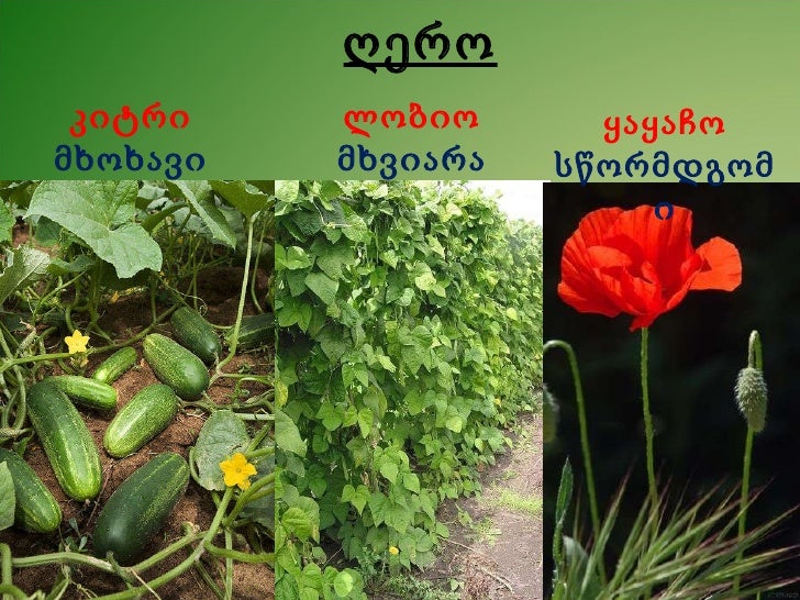 Yvavilovani mcenareebi