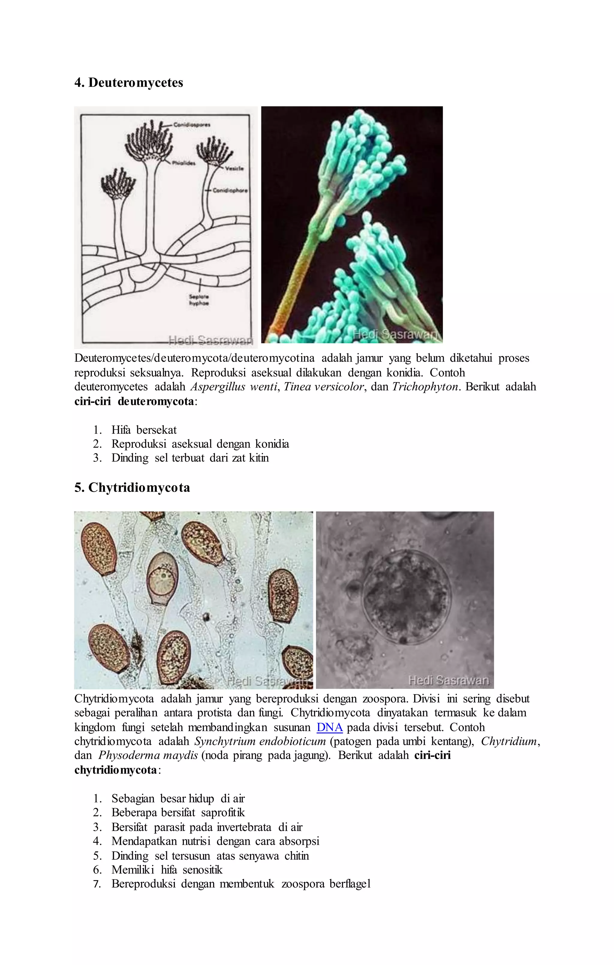 5 klasifikasi jamur | DOCX