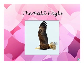 5 L Eagles | PDF | Birdwatching | Hobbies & Interests