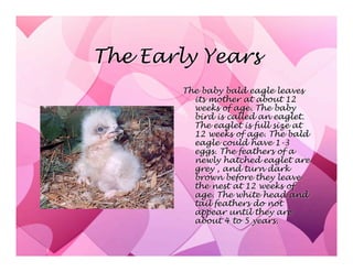 5 L Eagles | PDF | Birdwatching | Hobbies & Interests