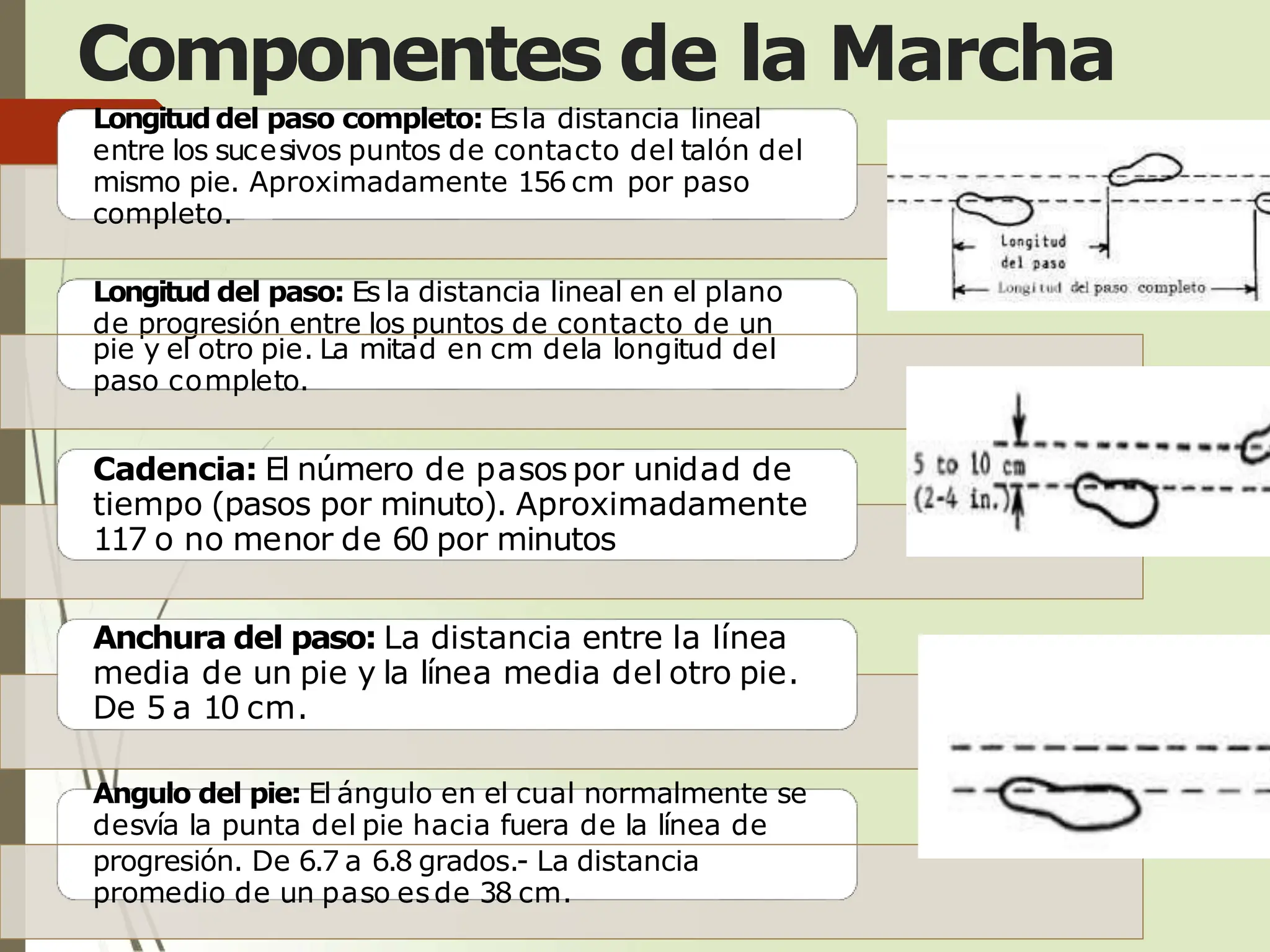 Ciclos de la marcha una efectiva para mejorar postura | PPTX