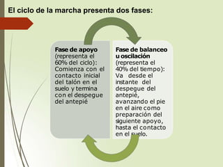 Ciclos de la marcha una efectiva para mejorar postura | PPTX