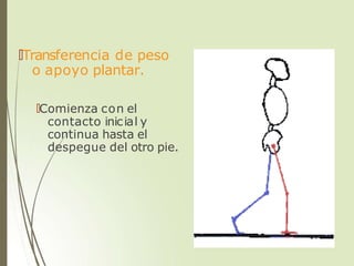Ciclos de la marcha una efectiva para mejorar postura | PPTX