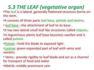 5leaf | PPTX