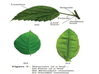 5leaf | PPT