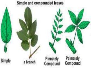 5leaf | PPT