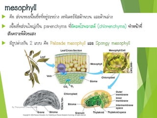 structure and function of the leaf | PPT