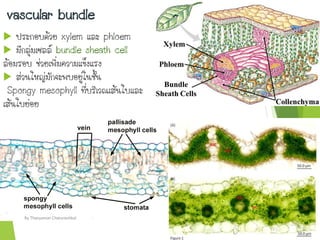 structure and function of the leaf | PDF