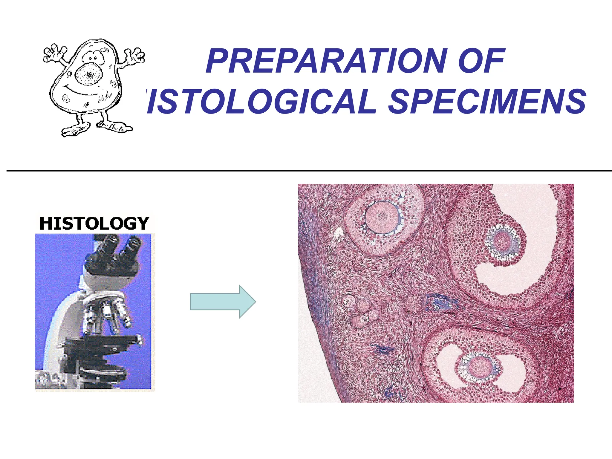 5 lecture preparation histological specimens.pdf