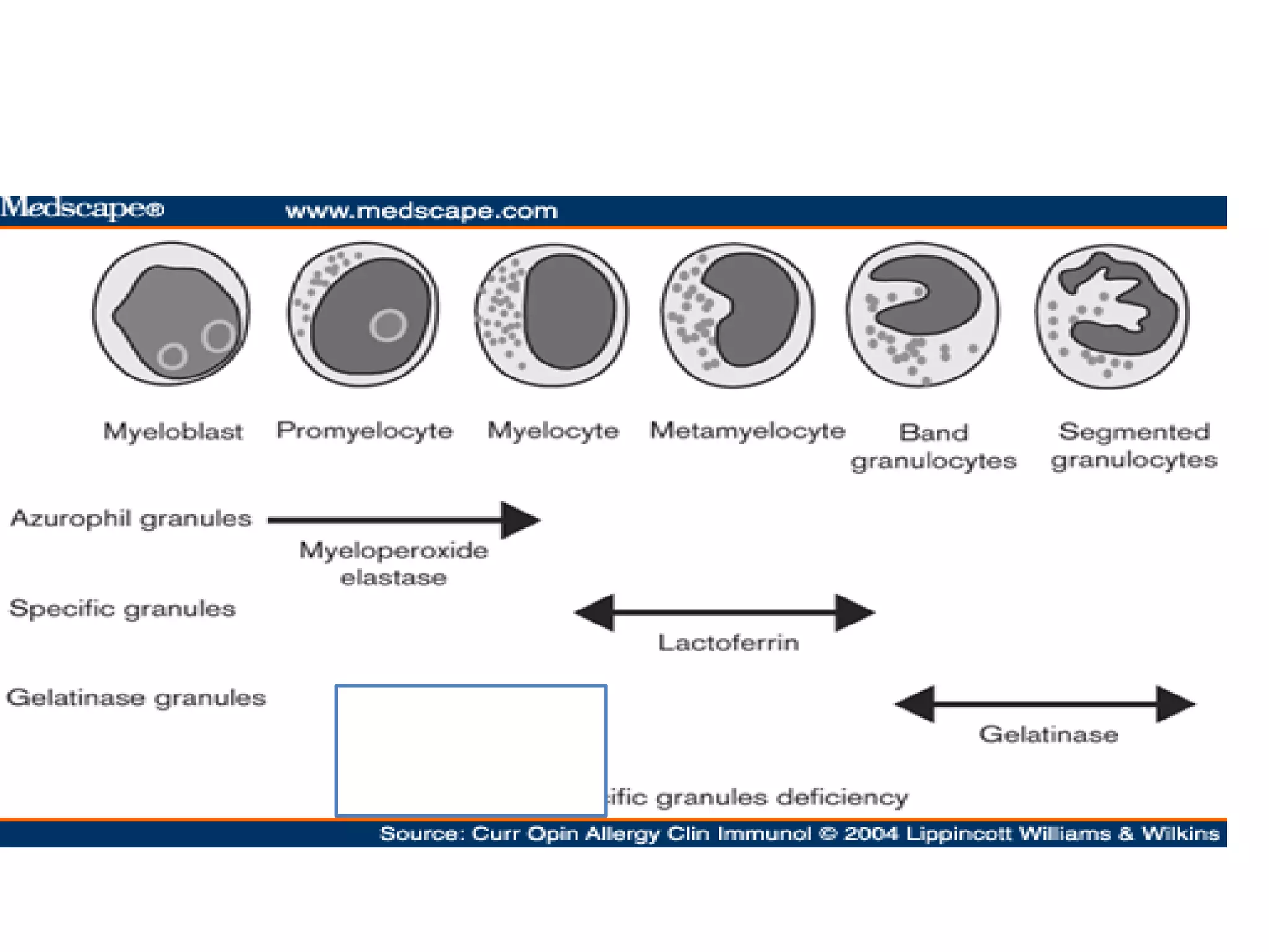 5 Leukopoiesis (1).pdf