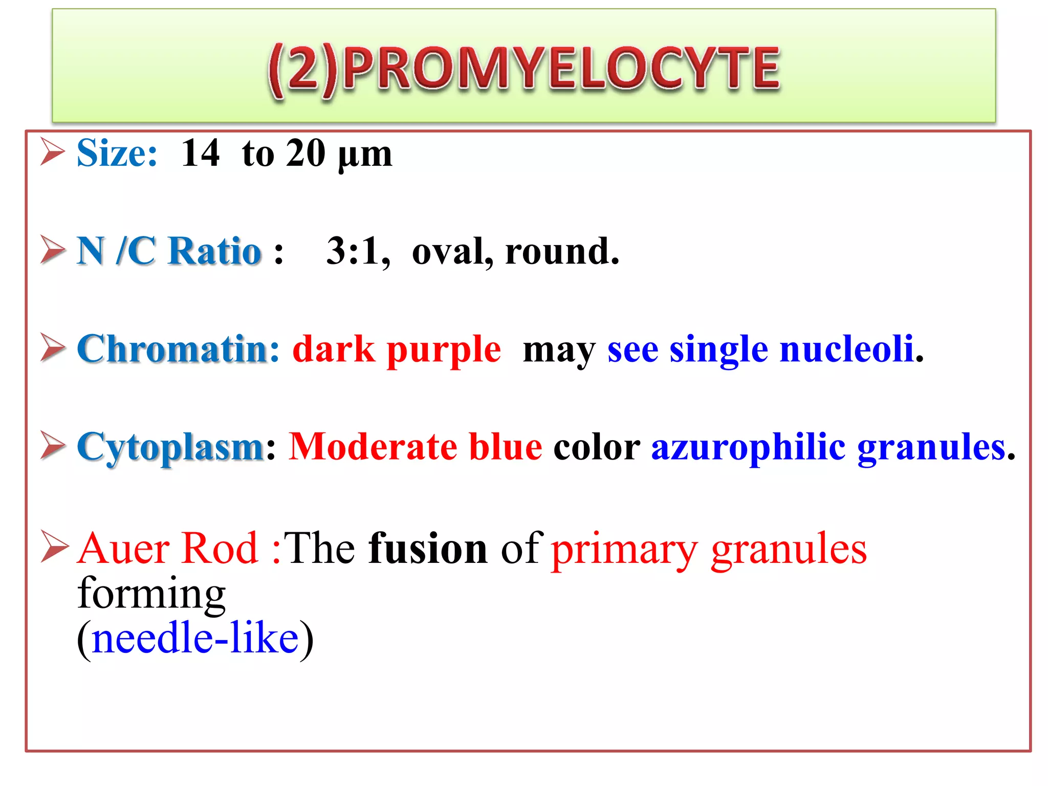 5 Leukopoiesis (1).pdf