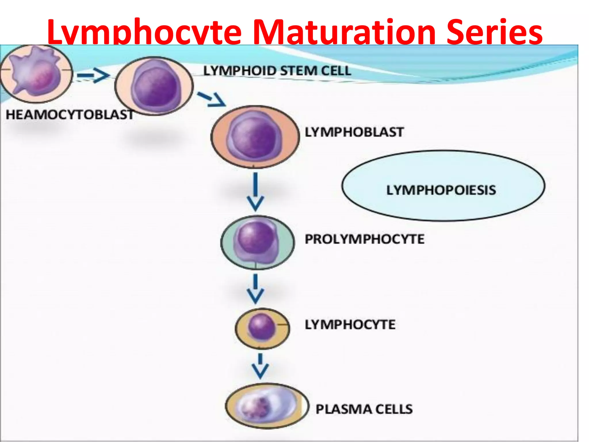 5 Leukopoiesis (1).pdf